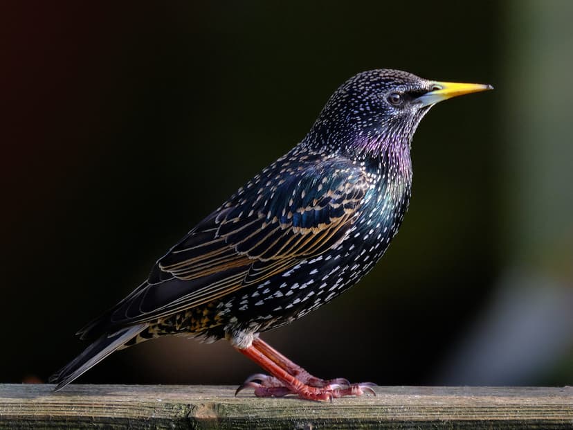What Do Starlings Eat? (Complete Guide) | Birdfact