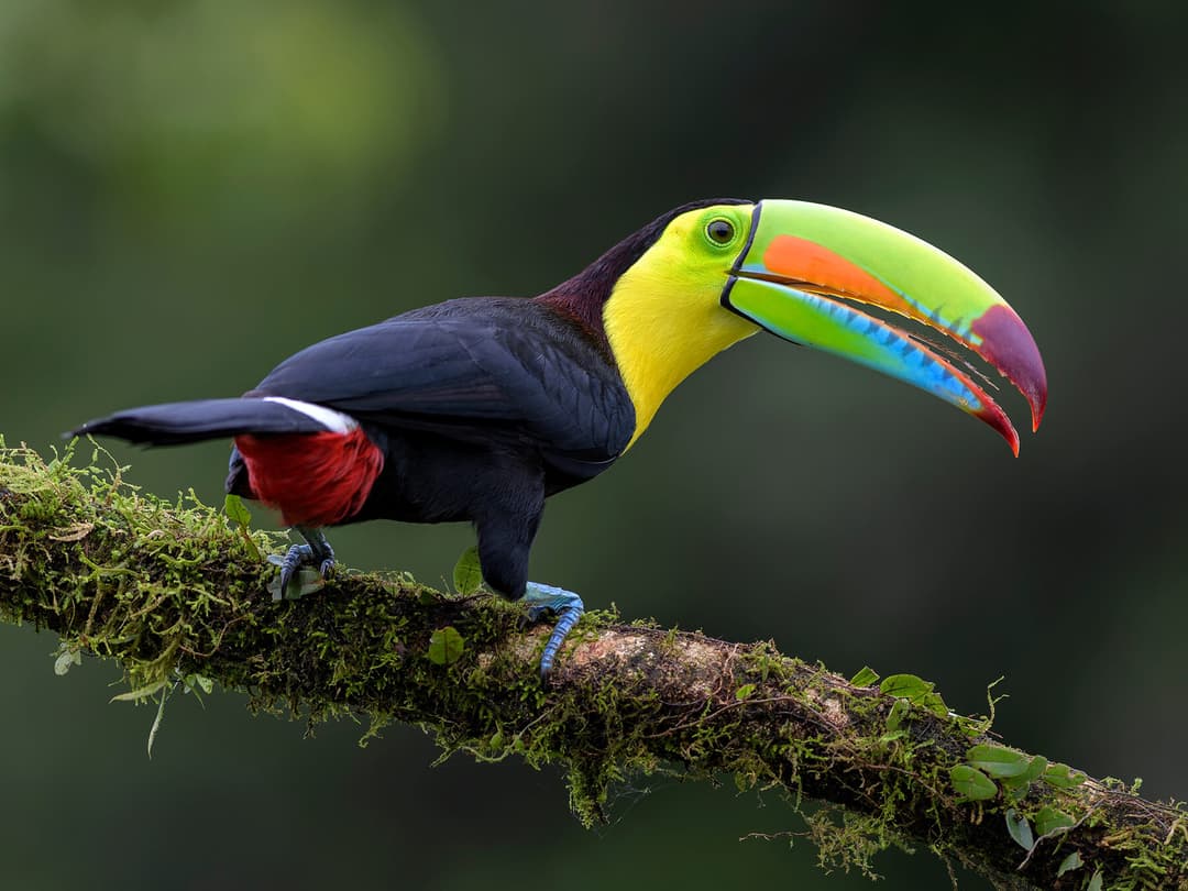 How Long Do Toucans Live? | Birdfact