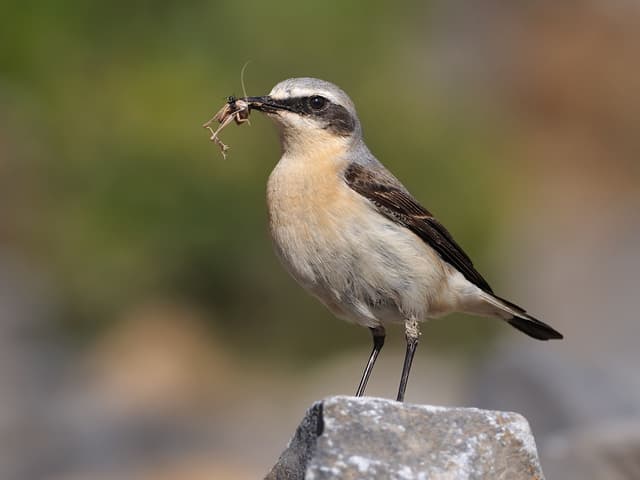 Wheatear | Birdfact