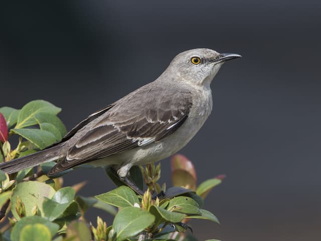 US State Birds — Interactive Guide | Birdfact