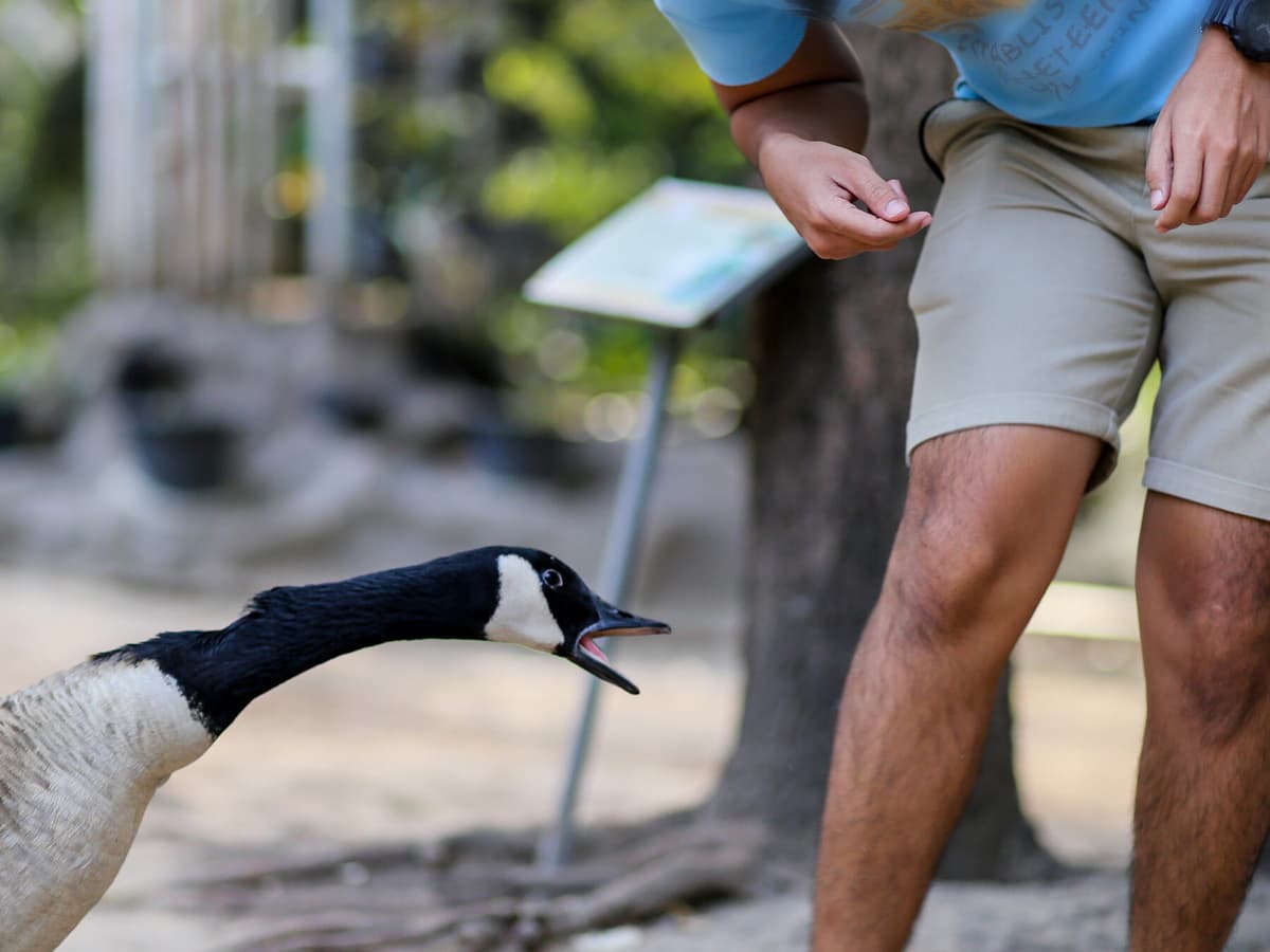 Why Are Geese Aggressive? (Warning Signs, What To Do When Attacked ...