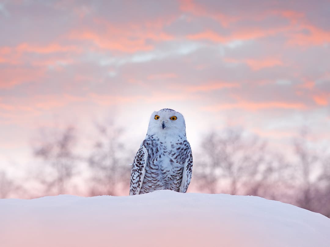 Where Do Snowy Owls Live? (Habitat + Distribution) | Birdfact