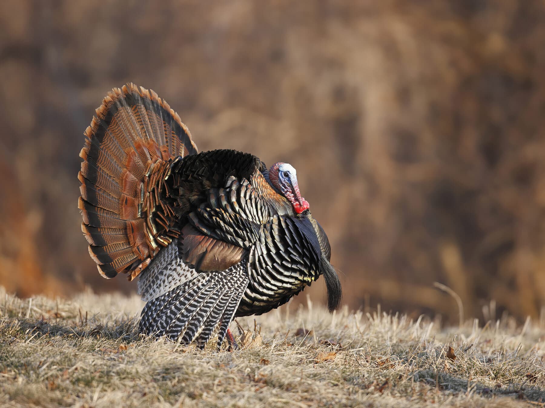 Where Do Wild Turkeys Live? (Habitat + Distribution) | Birdfact