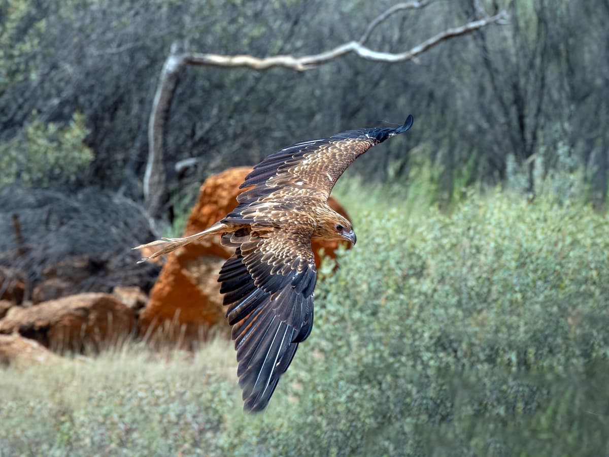 Whistling Kite | Birdfact
