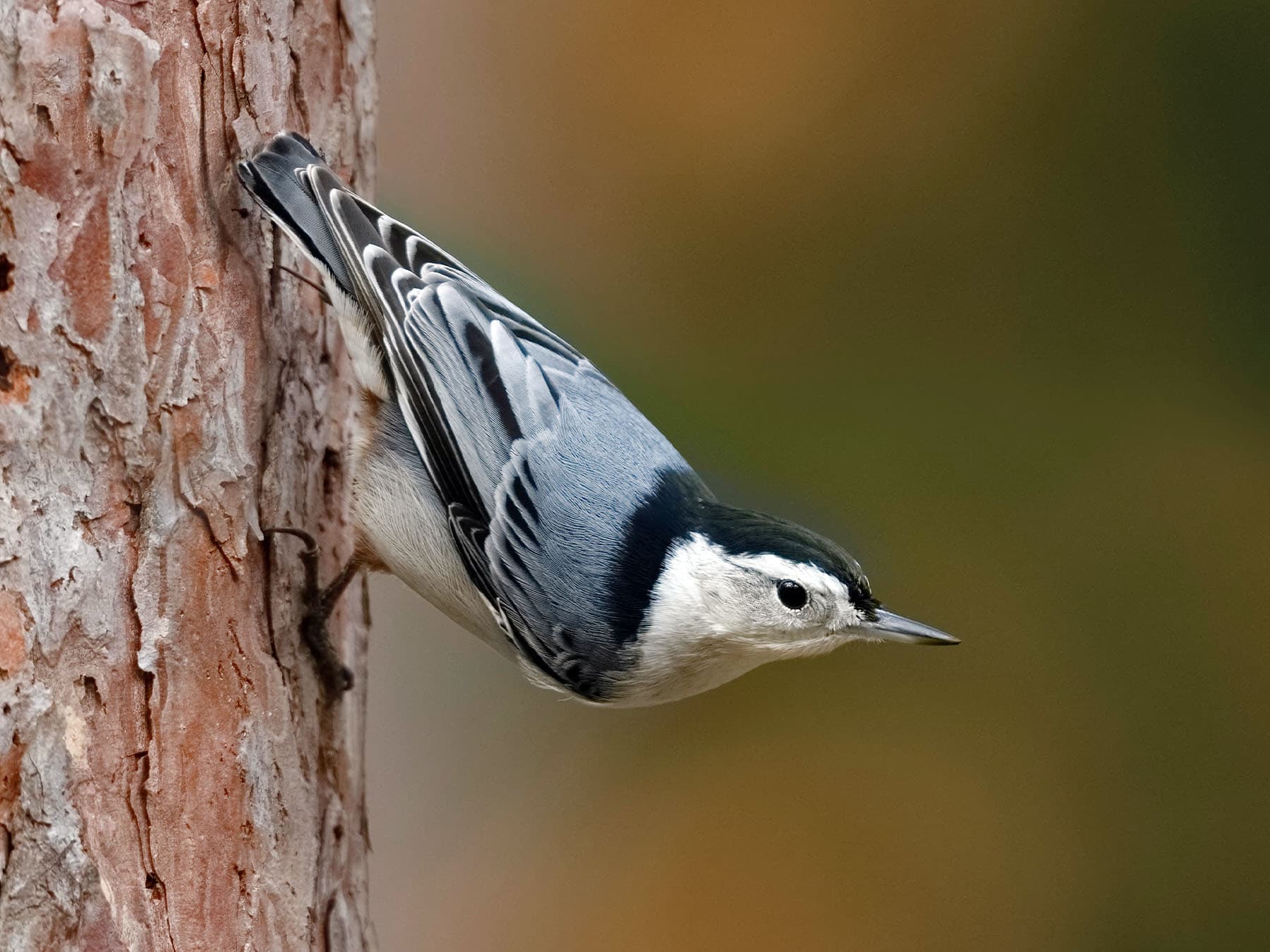 White-breasted Nuthatch | Birdfact