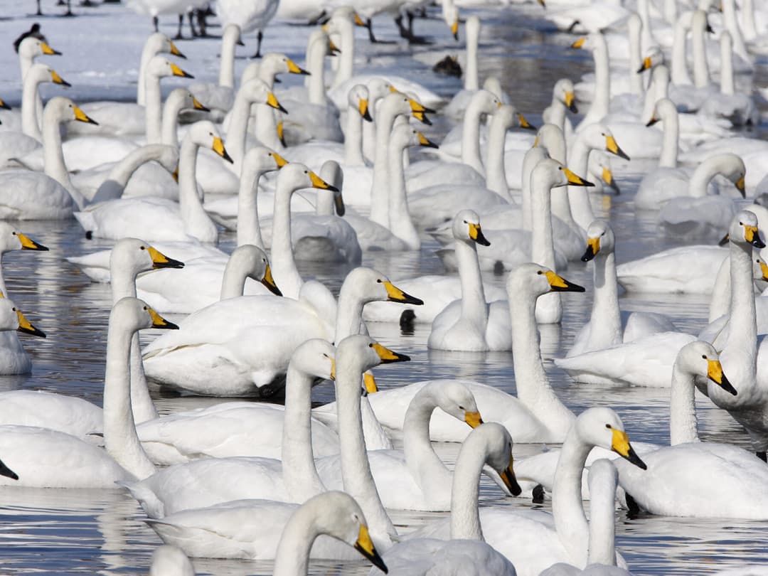Do Swans Migrate? (All You Need To Know) | Birdfact