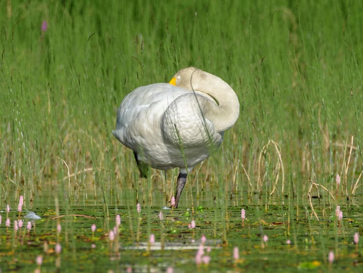Swan Sleeping Habits and Behavior (Complete Guide) | Birdfact