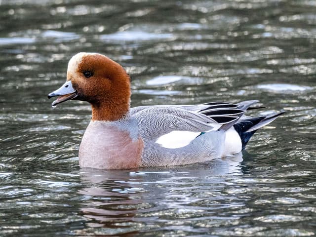 Eurasian Wigeon | Birdfact