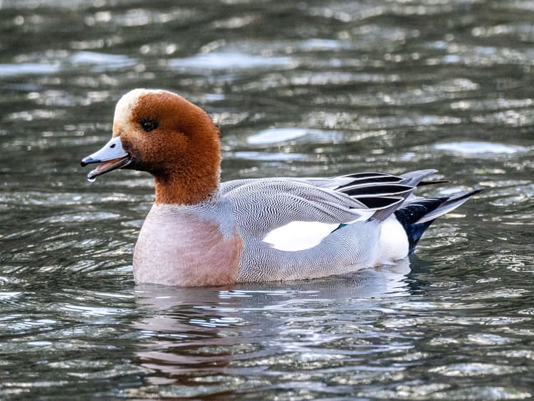 Eurasian Wigeon | Birdfact