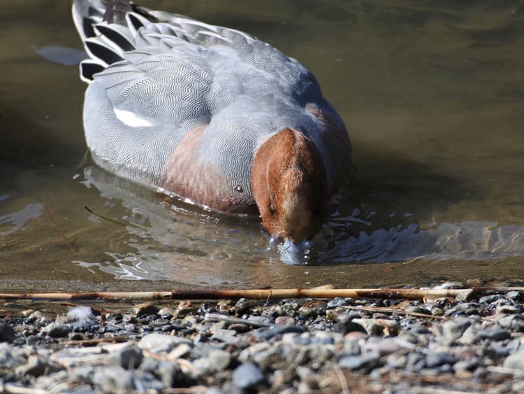 Eurasian Wigeon | Birdfact