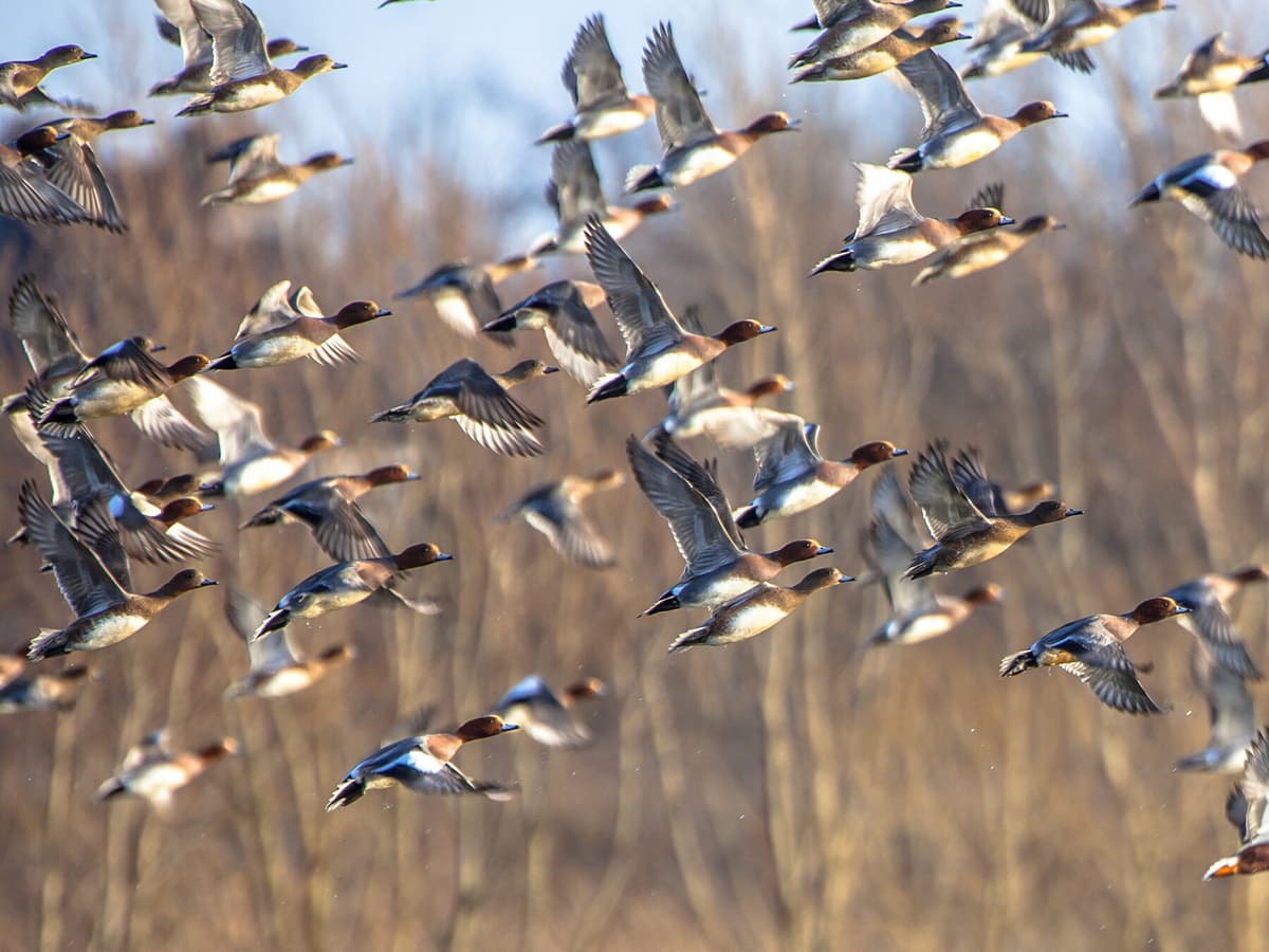 Do Ducks Migrate (All You Need To Know) | Birdfact
