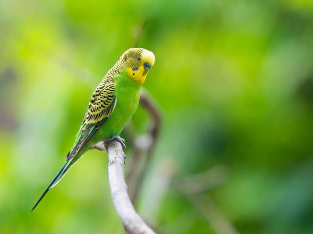 What Do Budgies Eat? (Budgerigar Diet, Habits and Behaviour) | Birdfact