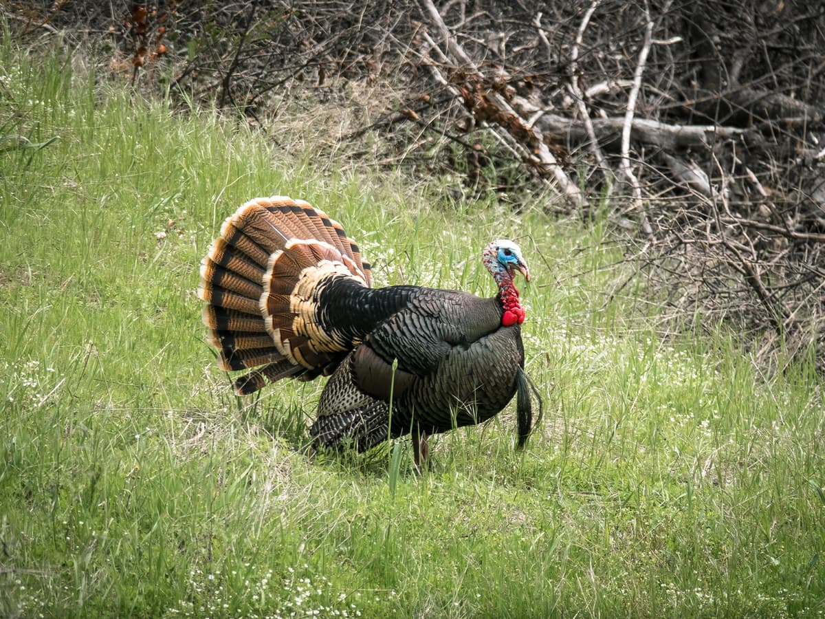 Where Do Wild Turkeys Live? (Habitat + Distribution) | Birdfact