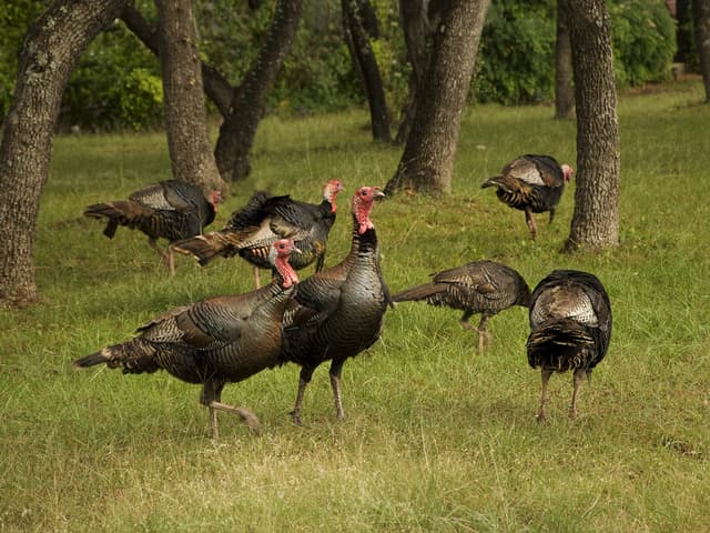 Can Wild Turkeys Fly? Flight Speed, Height, and Distance Explained ...