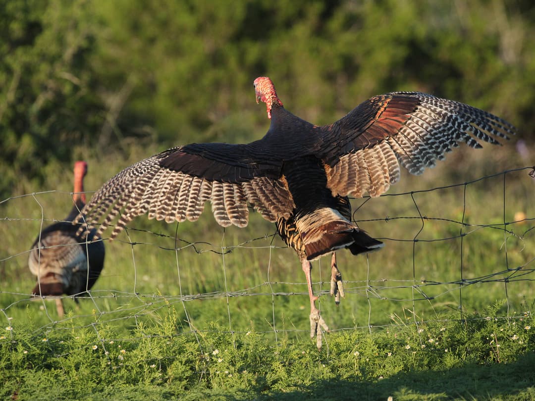 Can Wild Turkeys Fly? Flight Speed, Height, and Distance Explained ...