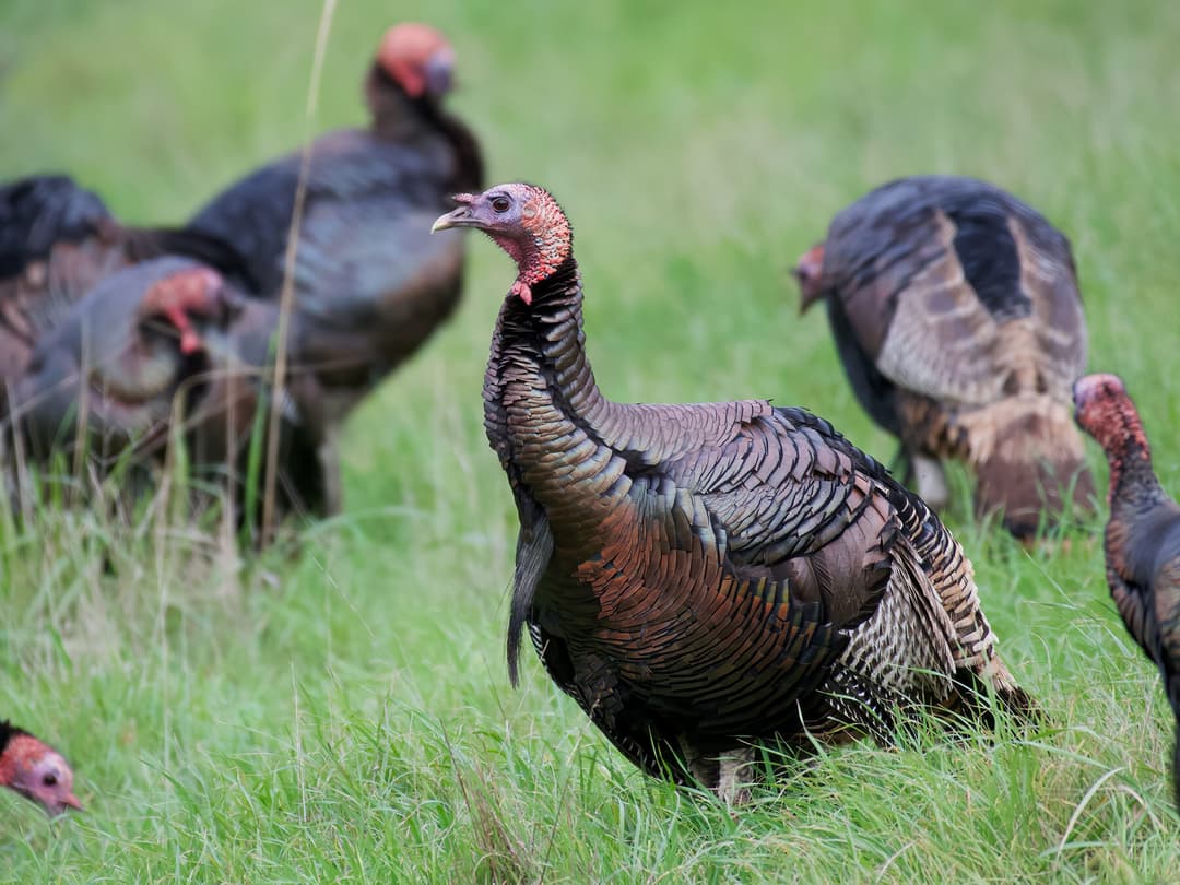 Where Do Wild Turkeys Live? (Habitat + Distribution) | Birdfact