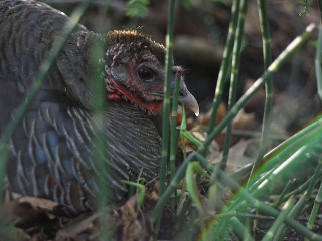 Wild Turkey Nesting (Behavior, Eggs + Location) | Birdfact