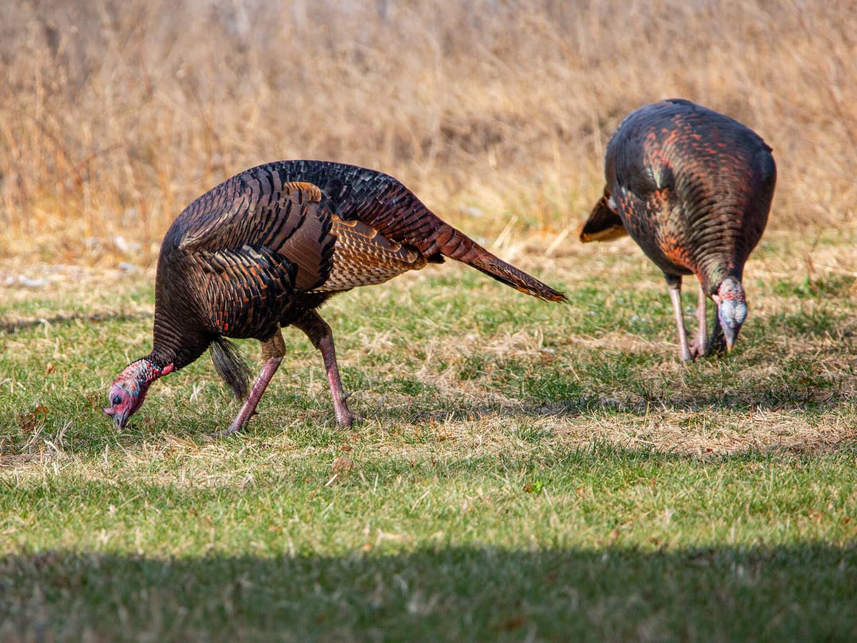 Where Do Wild Turkeys Live? (Habitat + Distribution) | Birdfact