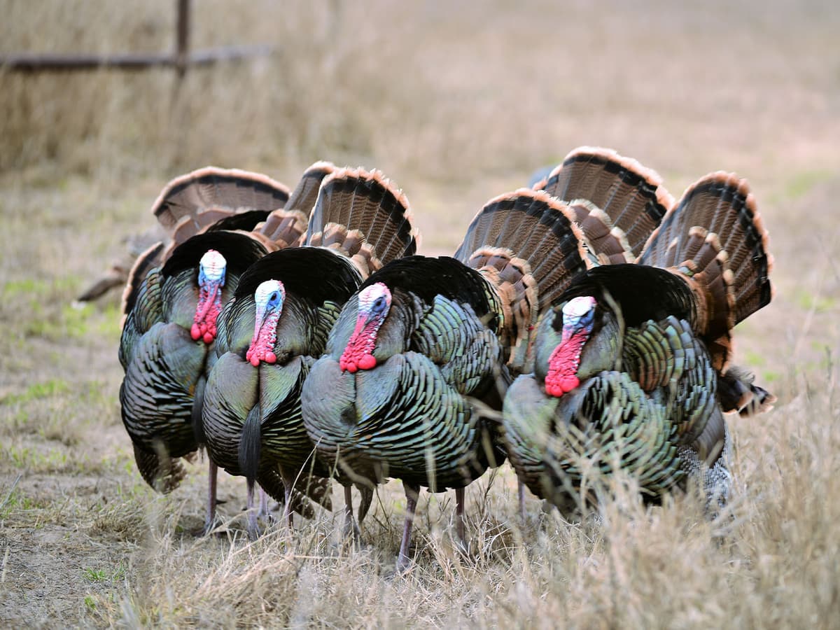What Do You Call a Group of Turkeys? From 'Gangs' to 'Rafts | Birdfact