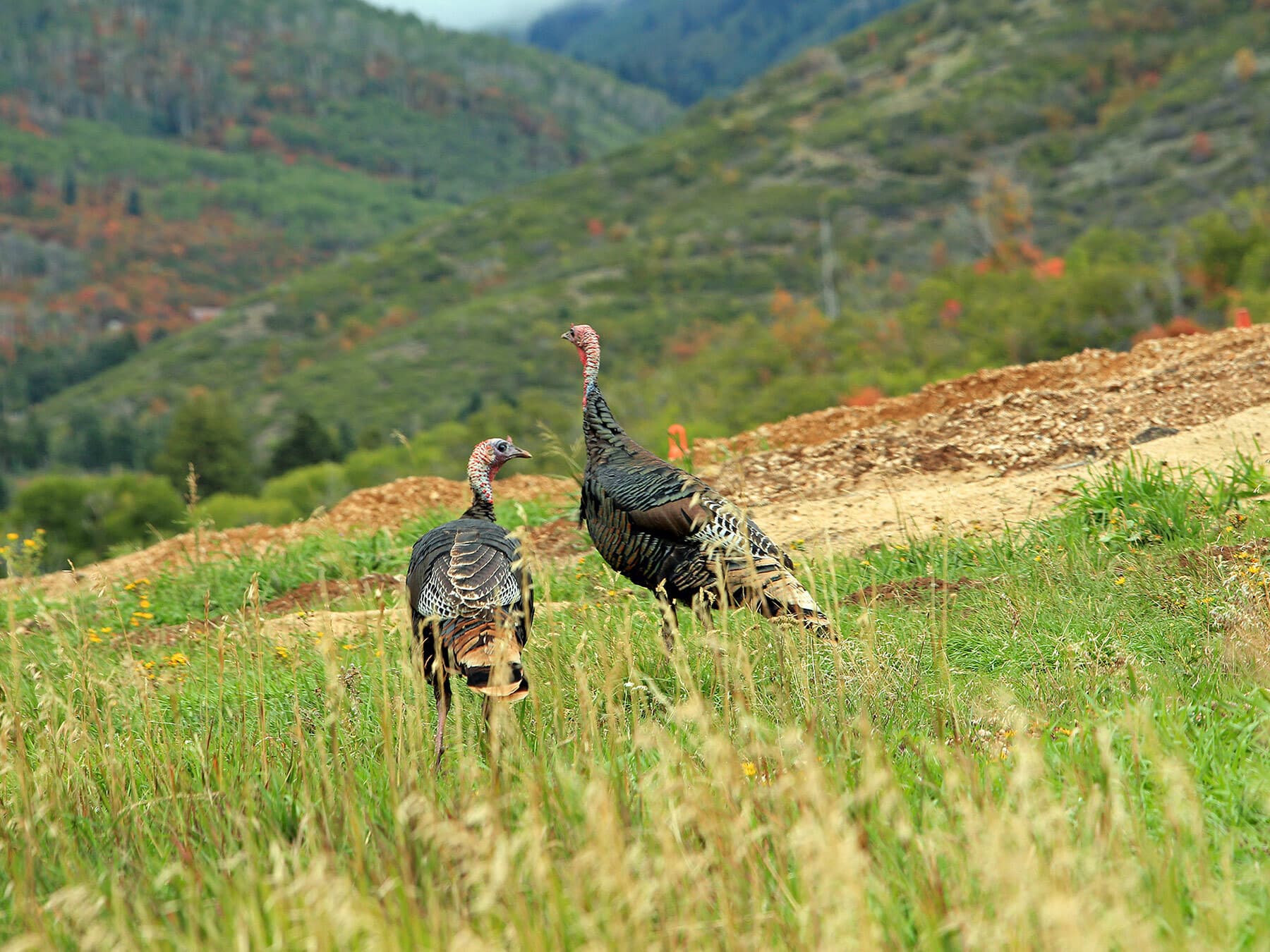 Where Do Wild Turkeys Live? (Habitat + Distribution) | Birdfact