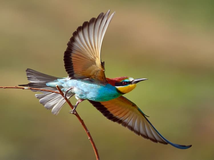 wing shapes and flight styles | Birdfact
