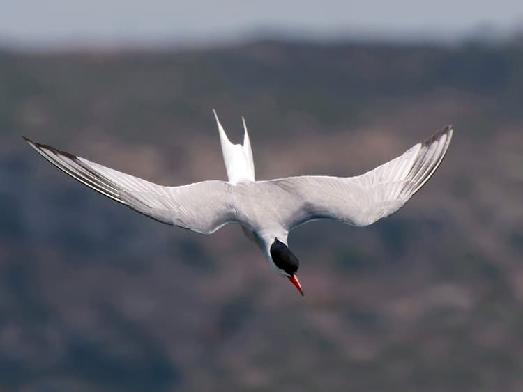 wings and flight | Birdfact
