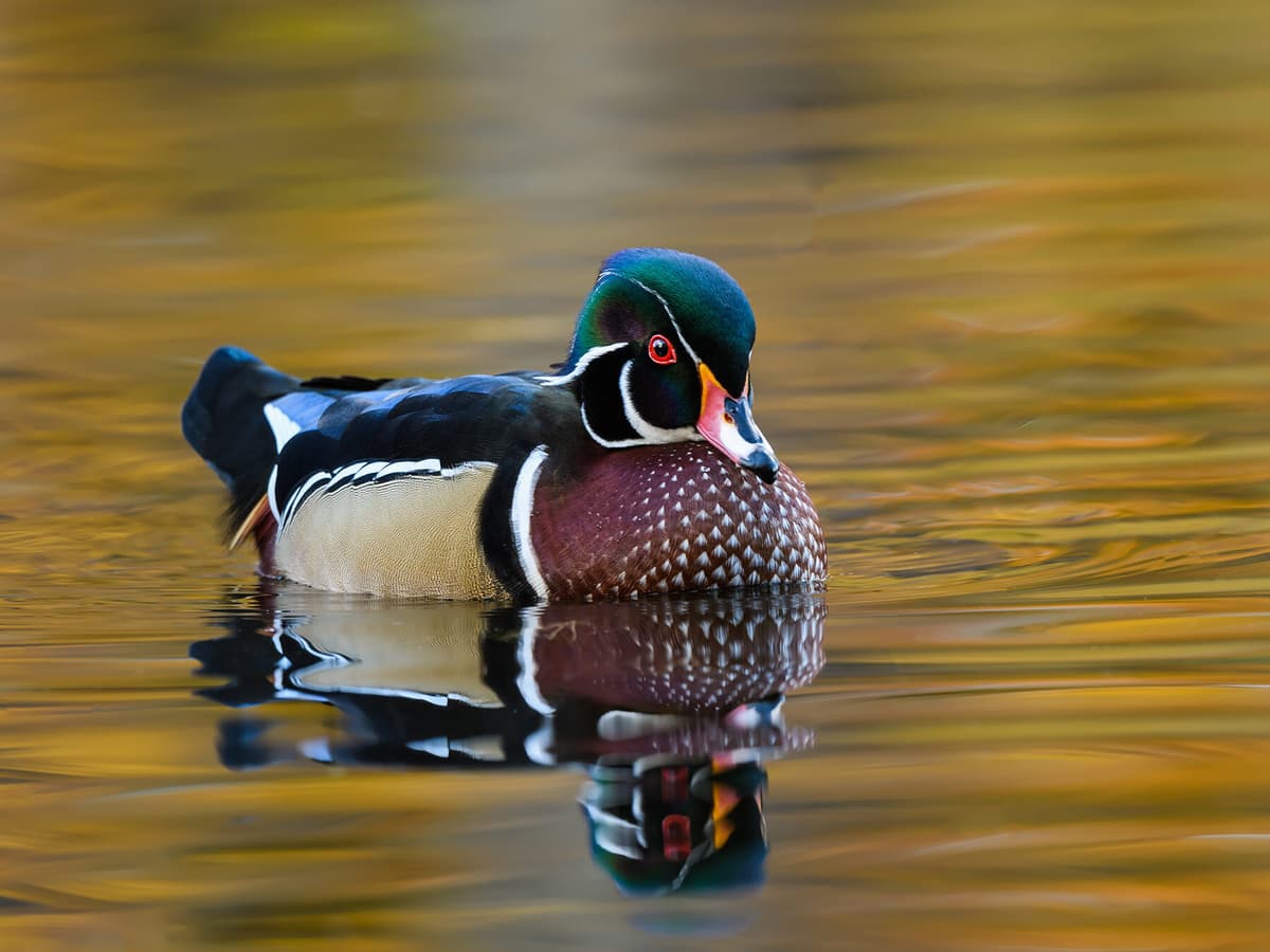 What Do Wood Ducks Eat? (Complete Guide) | Birdfact