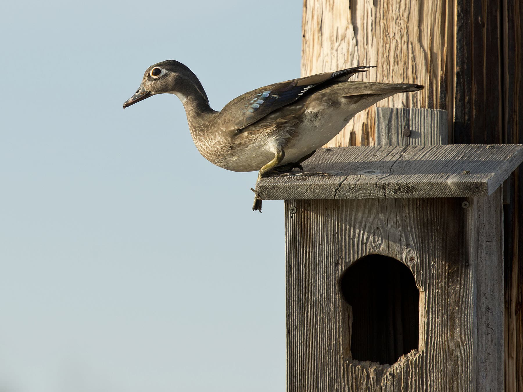 Wood Duck Nesting (Behavior, Eggs, Location + FAQs) | Birdfact