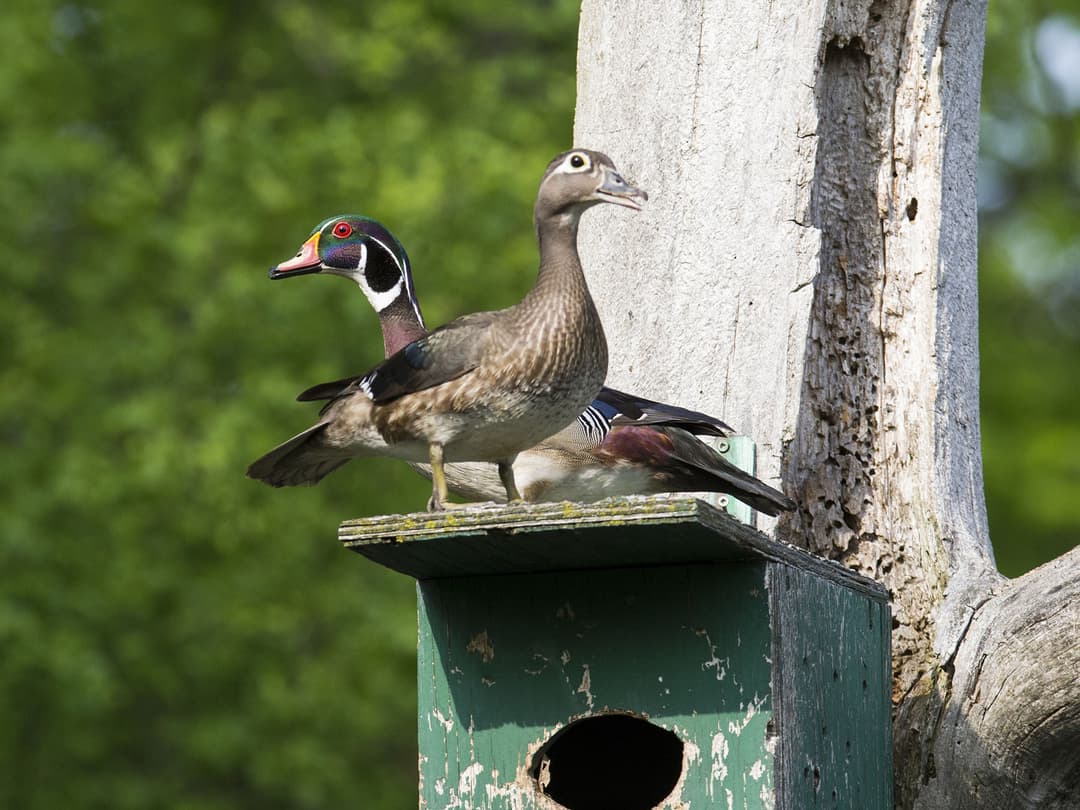 Juvenile Wood Ducks (Identification with Pictures) | Birdfact