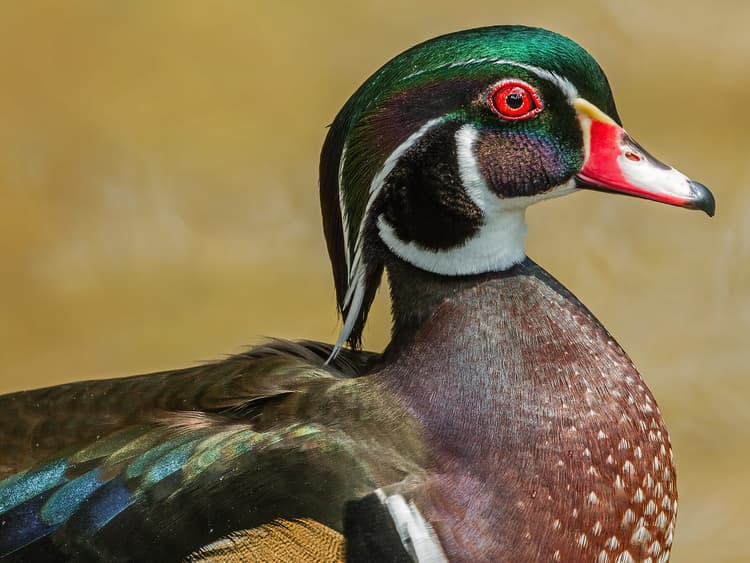 What Do Wood Ducks Eat? (Complete Guide) | Birdfact