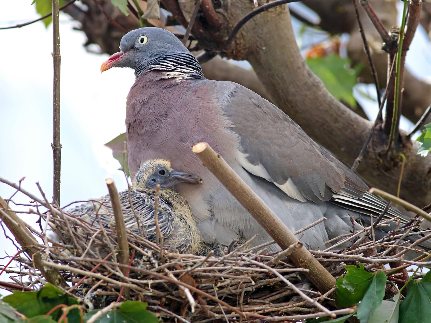 Wood Pigeon Nesting (All You Need To Know) | Birdfact