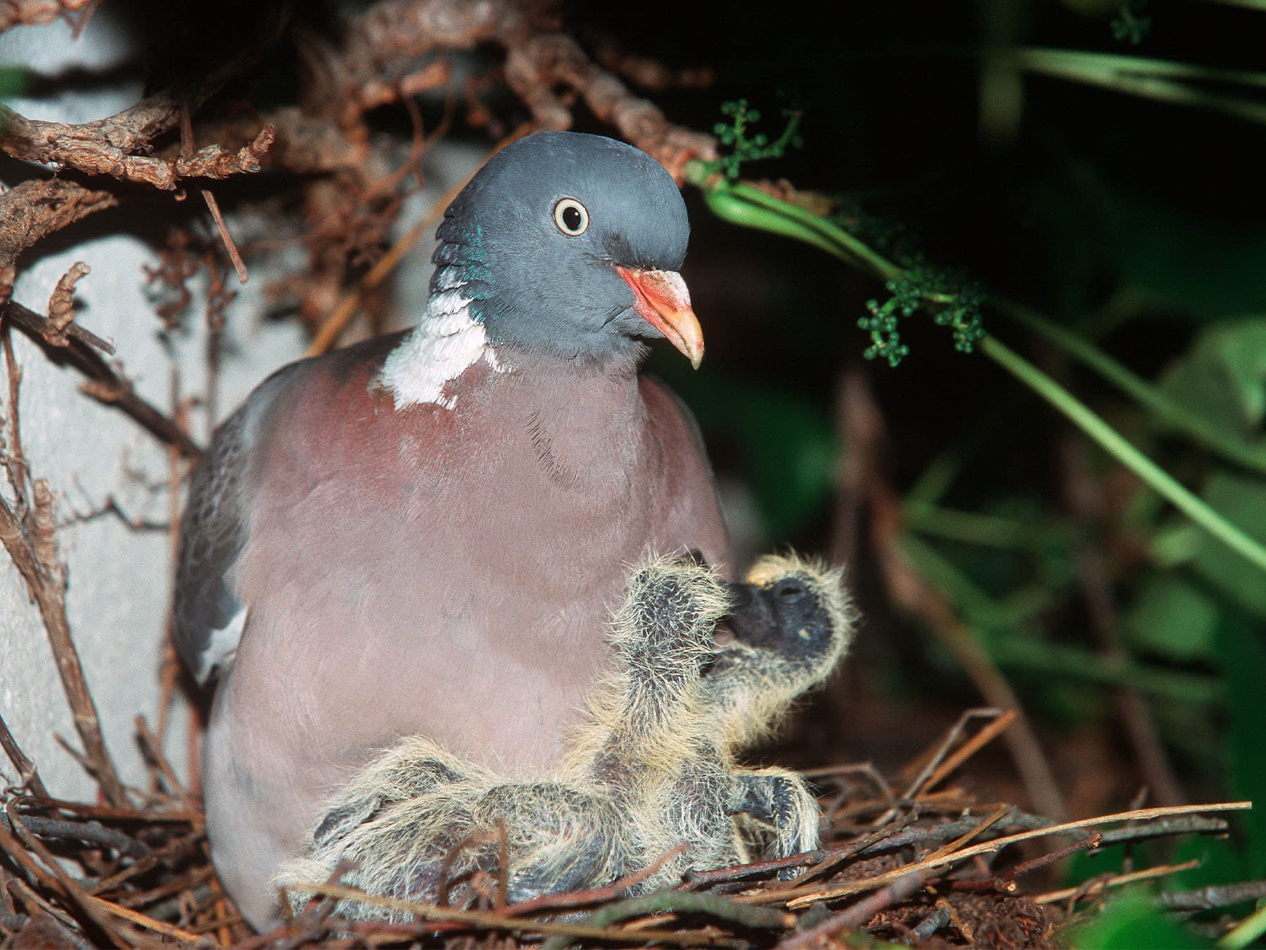 Pigeon Nesting Habits and Behavior: An In-depth Look | Birdfact