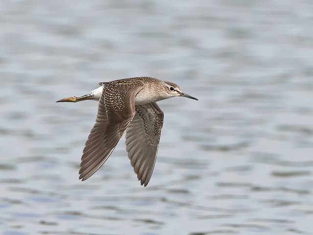 Wood Sandpiper | Birdfact