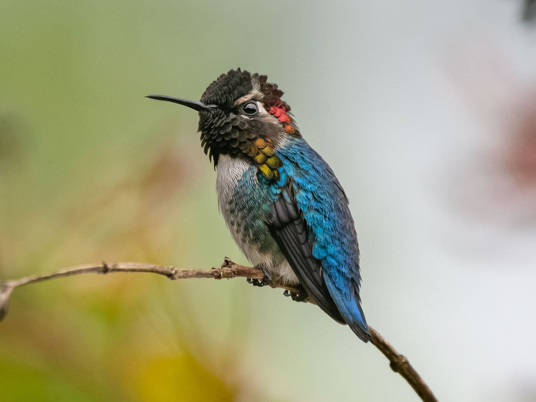 Bee Hummingbird | Birdfact