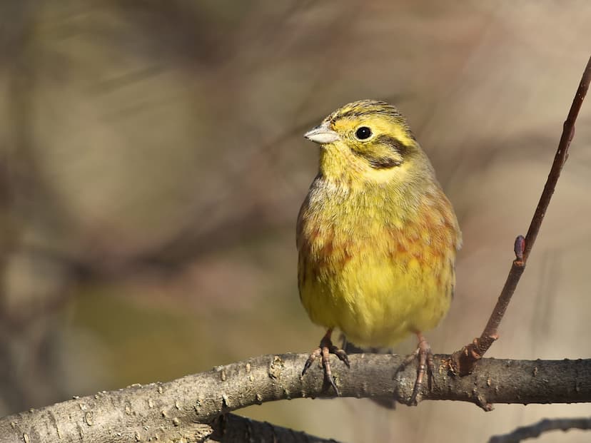 Yellow Birds In The UK (Complete Guide with Pictures) | Birdfact