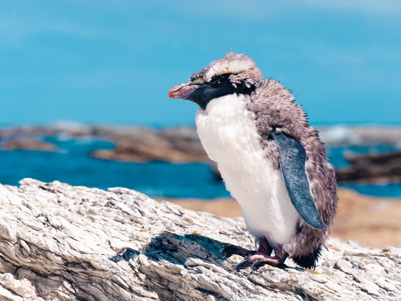 molting in birds | Birdfact