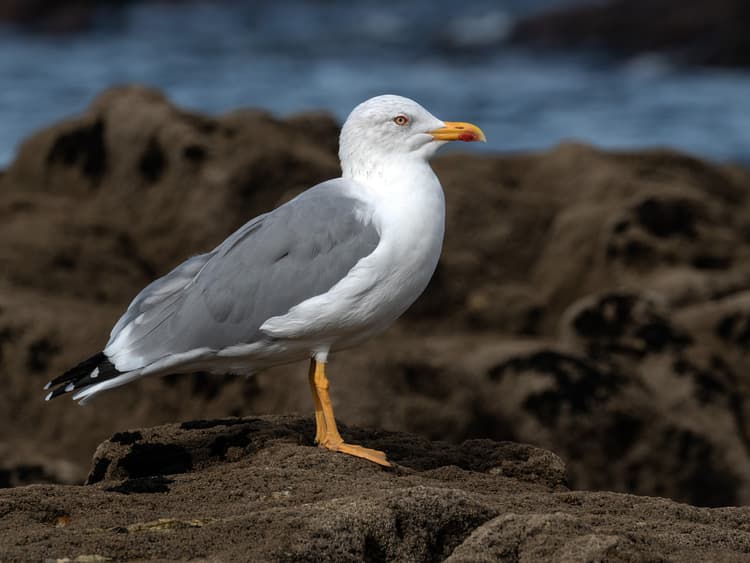 Yellow-legged Gull | Birdfact