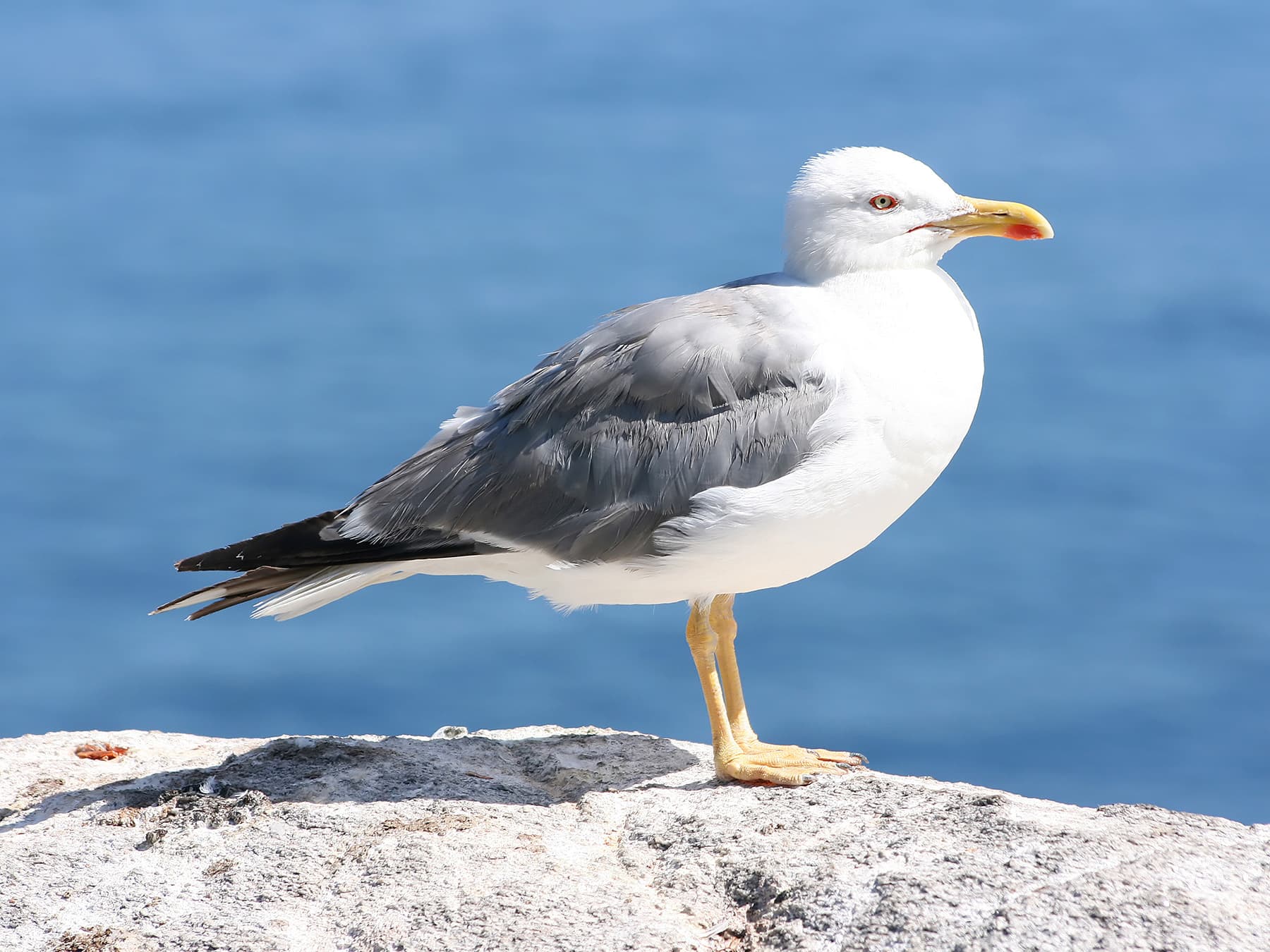 Yellow-legged Gull | Birdfact