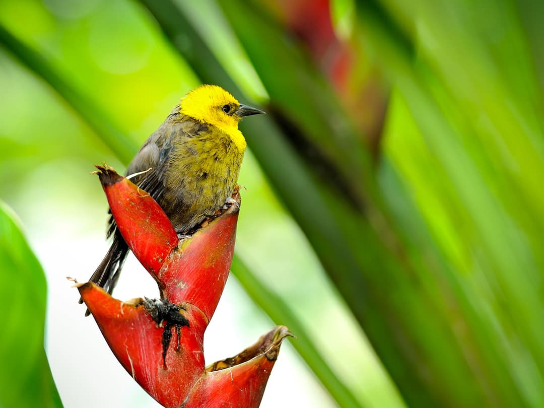 Yellowhead | Birdfact