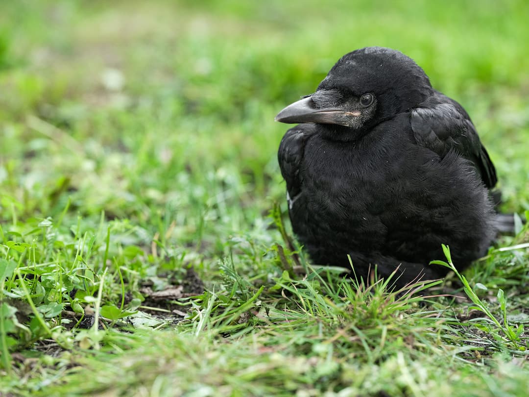 Baby Crows: All You Need to Know (with Pictures) | Birdfact