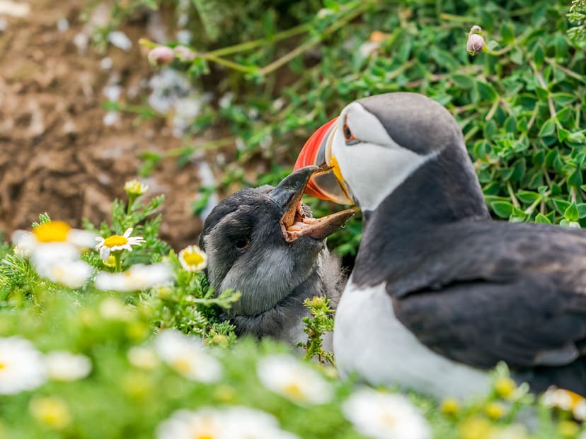 Baby Puffins (Pufflings) (Complete Guide with Pictures) | Birdfact