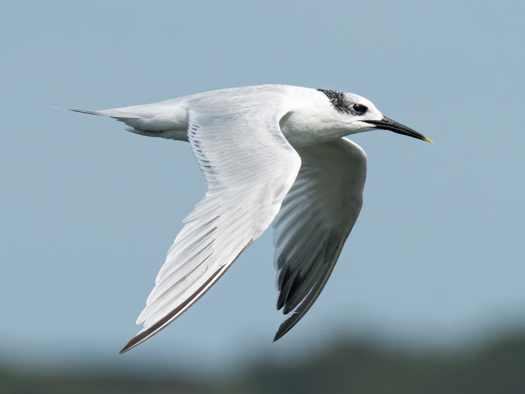 Sandwich Tern | Birdfact