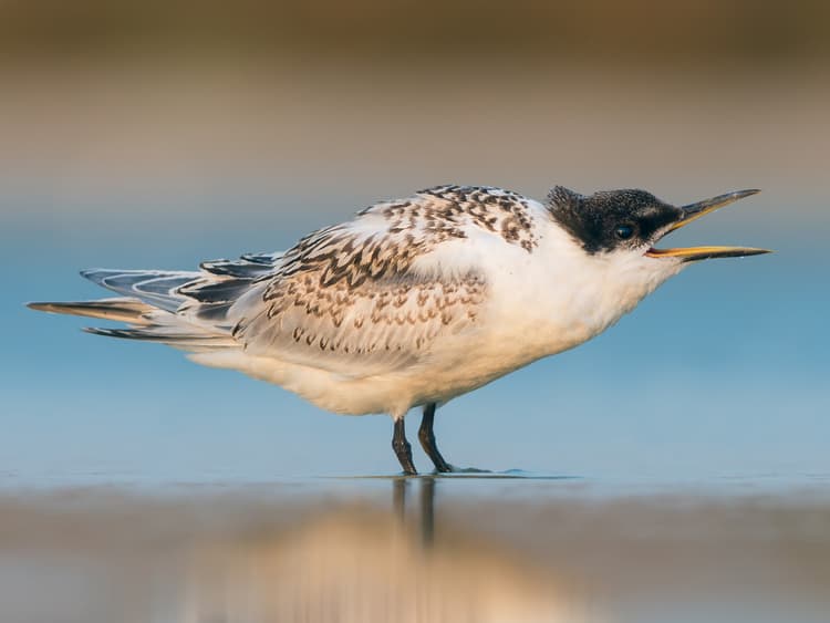 Sandwich Tern | Birdfact